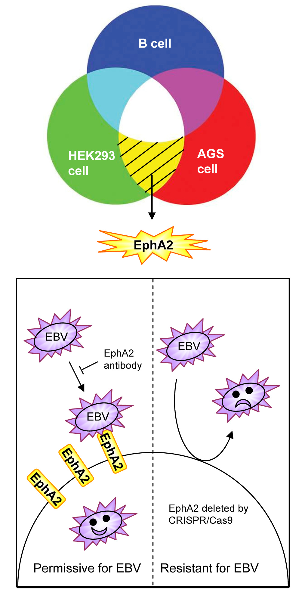 Hunting for Epstein-Barr Virus epithelial receptors - looking for a ...
