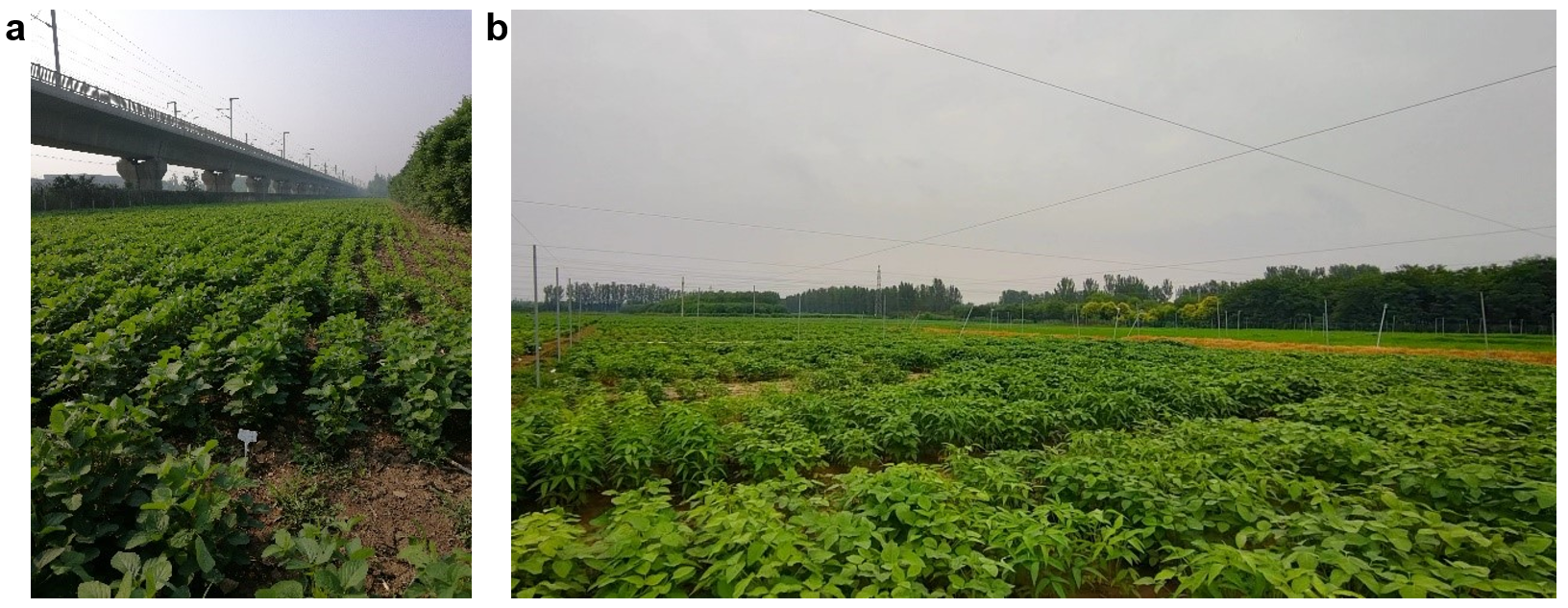 Dt2, a star gene, determines branching in soybean | Research ...