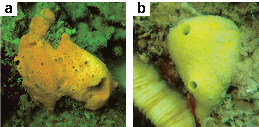Bacterial partners and host defenses may define the fate of marine ...