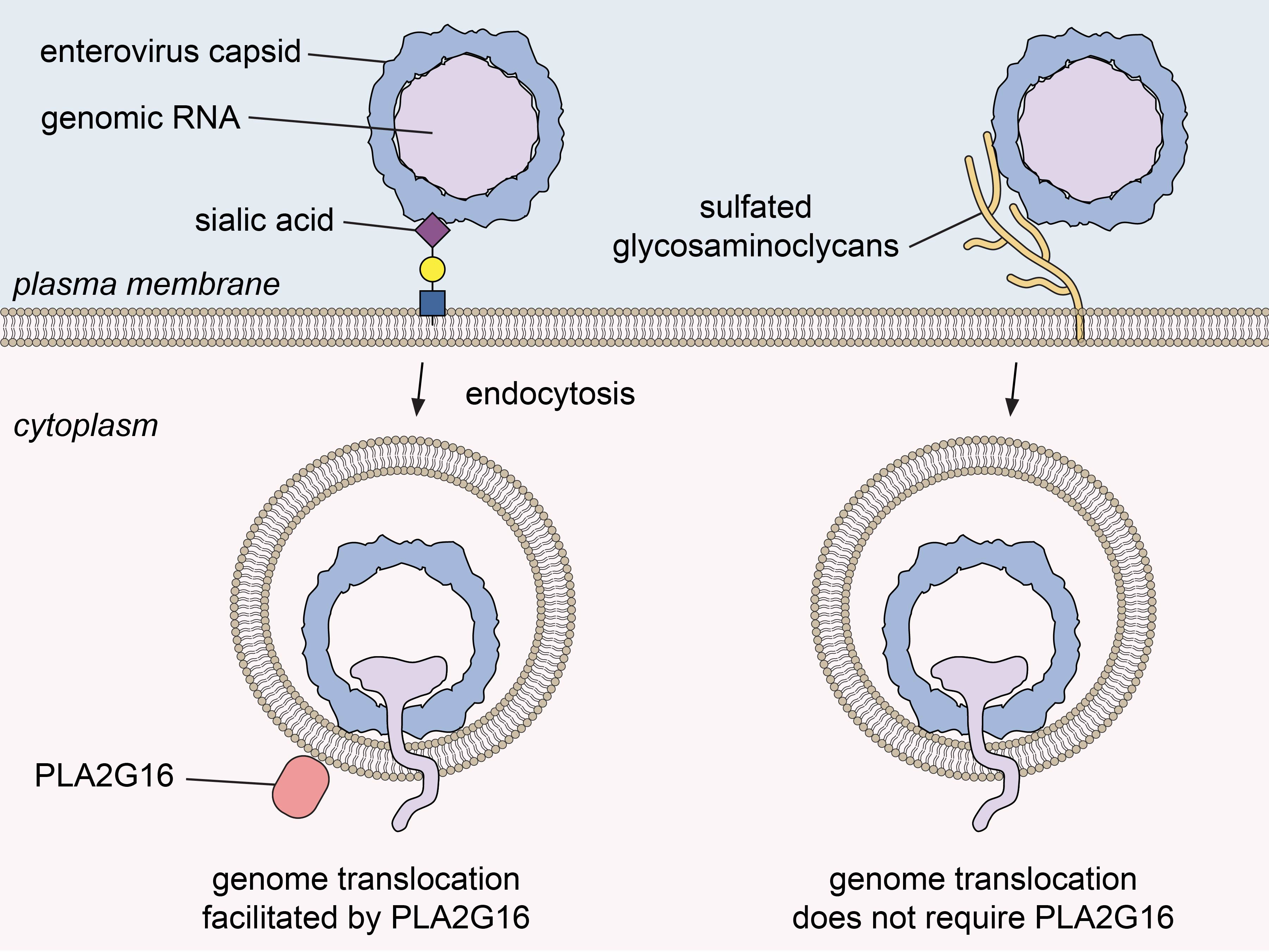 Overcoming enterovirus stability: the key to host cell infection ...