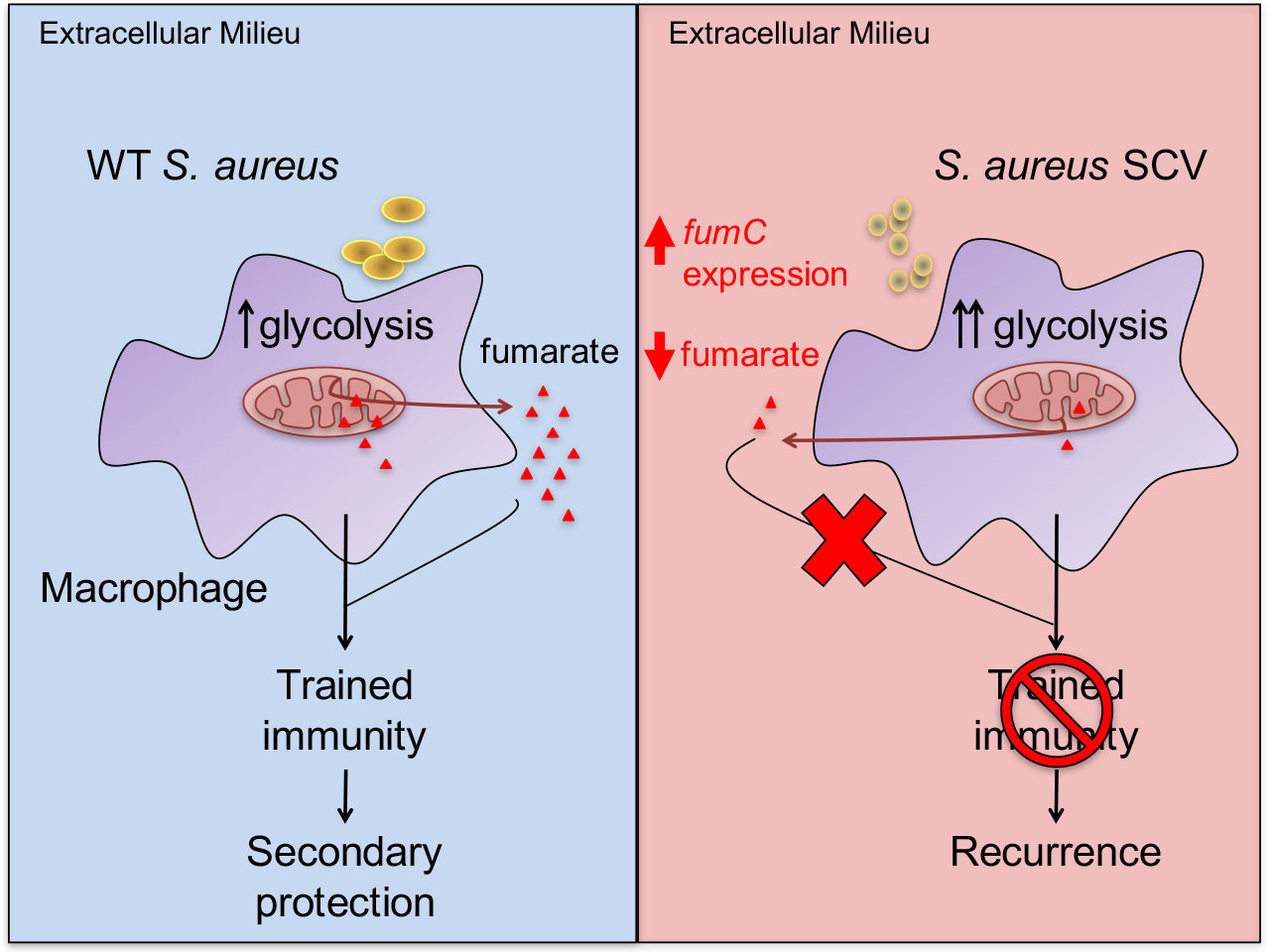 Recurrent staphylococcal infections: Metabolism matters | Research ...