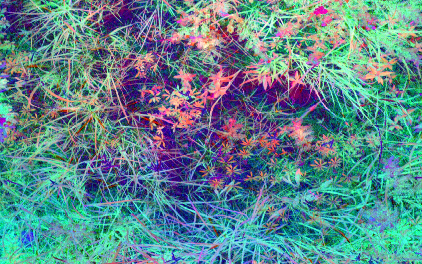 The spectral diversity of plants | Research Communities by Springer Nature