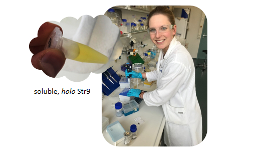 Uncovering the Biosynthesis of Important Fungicides - the Strobilurins ...