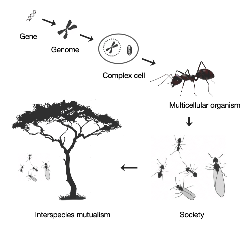 Enforcement is central to the evolution of cooperation | Research ...