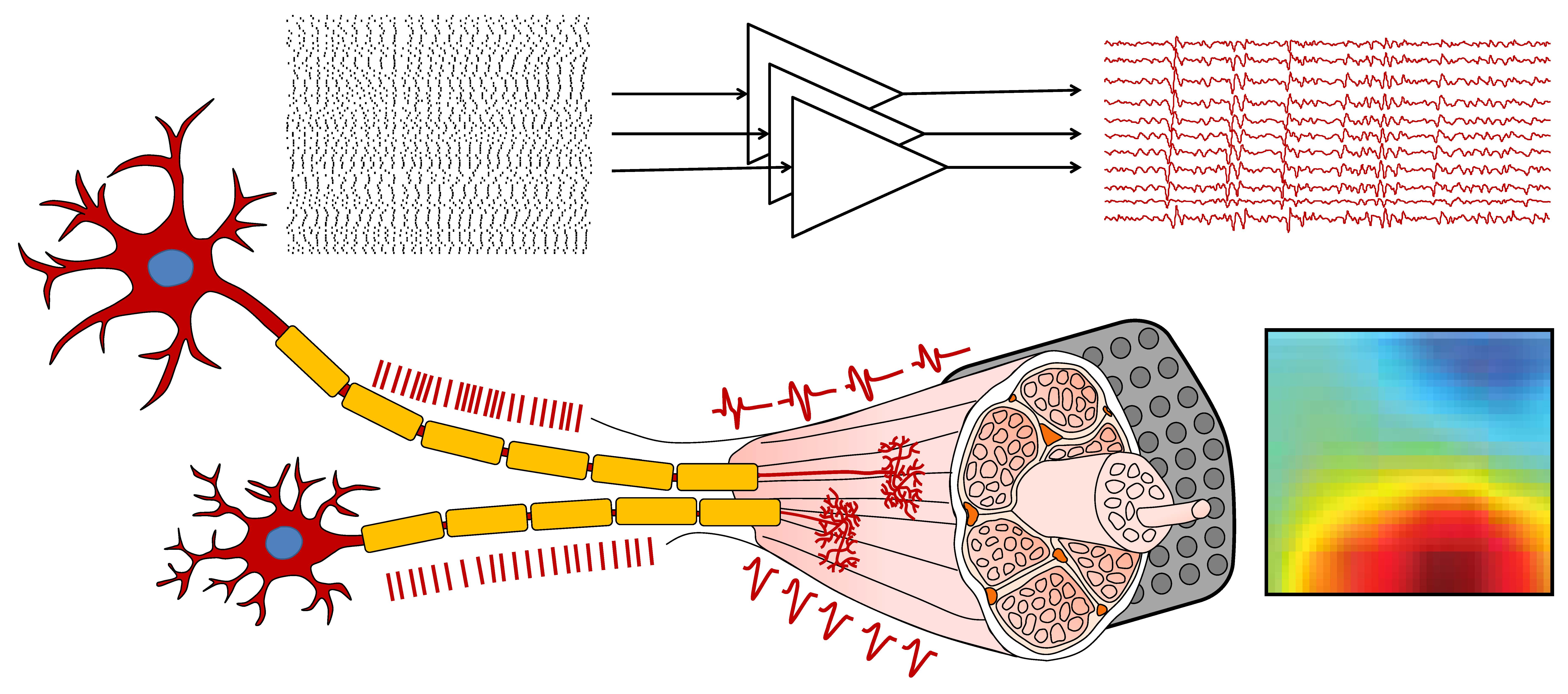 Accessing the timing of activation of peripheral motor nerve fibres for ...