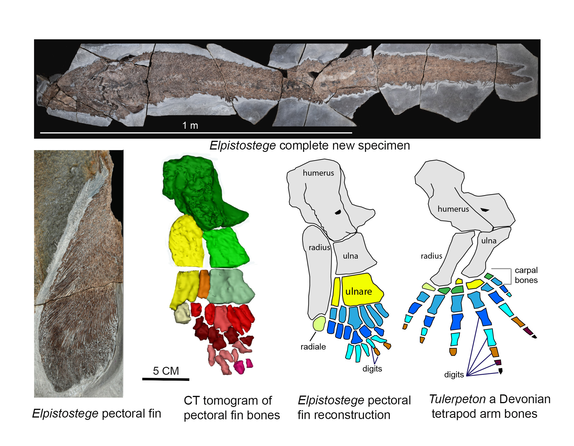 How a spectacular fossil fish revealed the origin of digits in ...