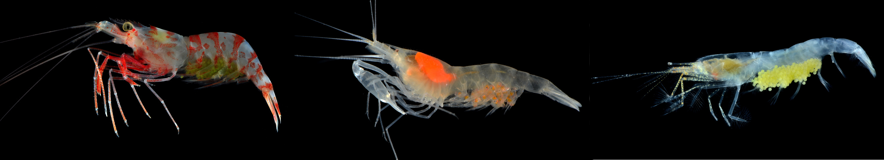 Unravelling the secrets to evolutionary success in shrimp | Research ...