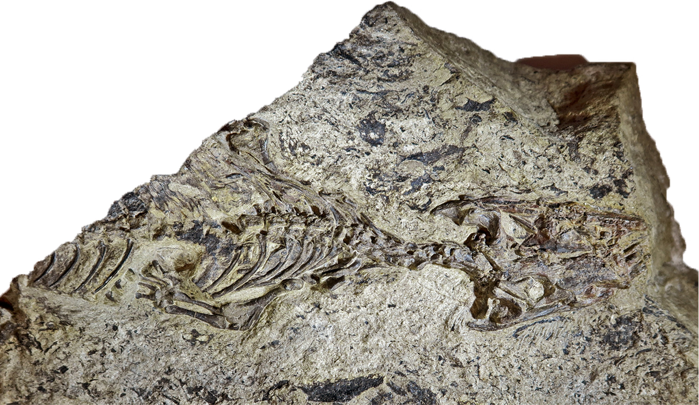 Bridging the gap on the origin of lizards | Research Communities by ...