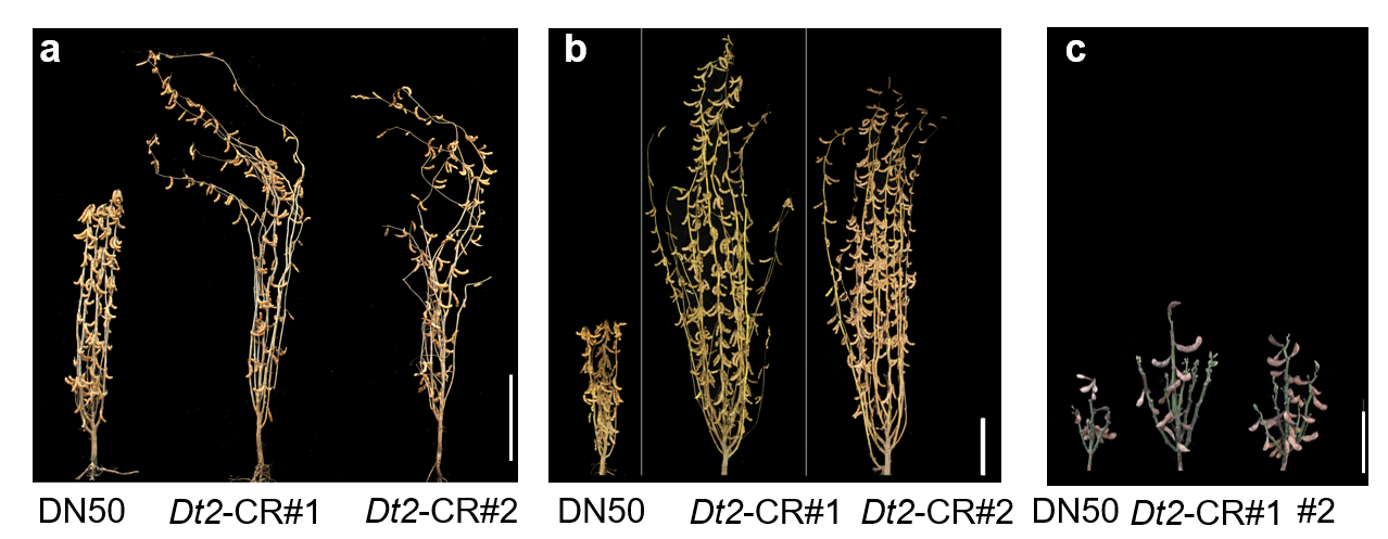Dt2, a star gene, determines branching in soybean | Research ...