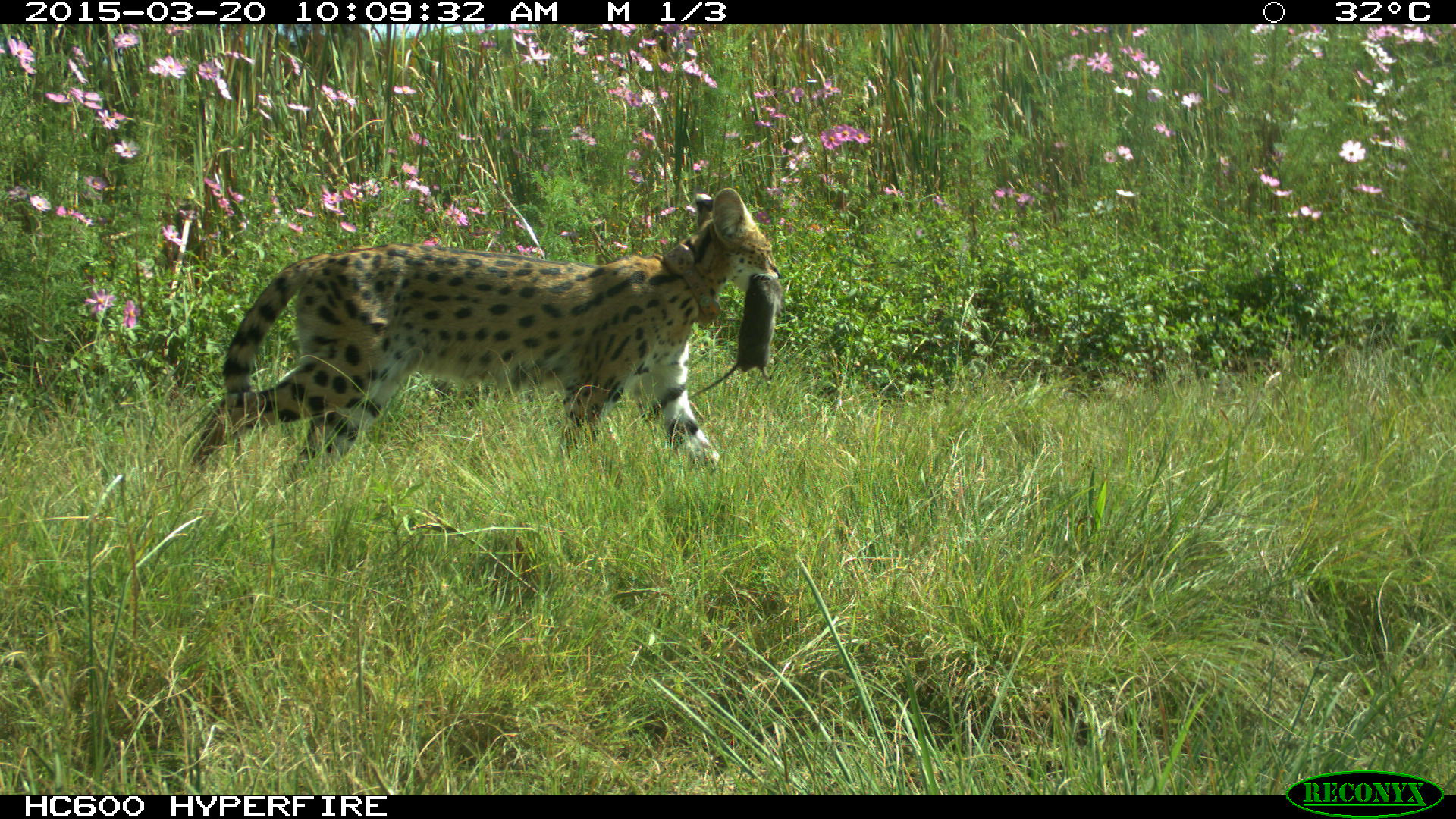 The surprising story of servals at Secunda | Research Communities by ...