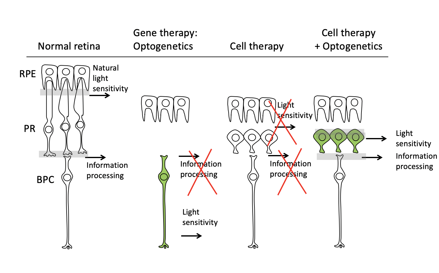 Gene therapy meets cell therapy in the fight for sight | Research ...