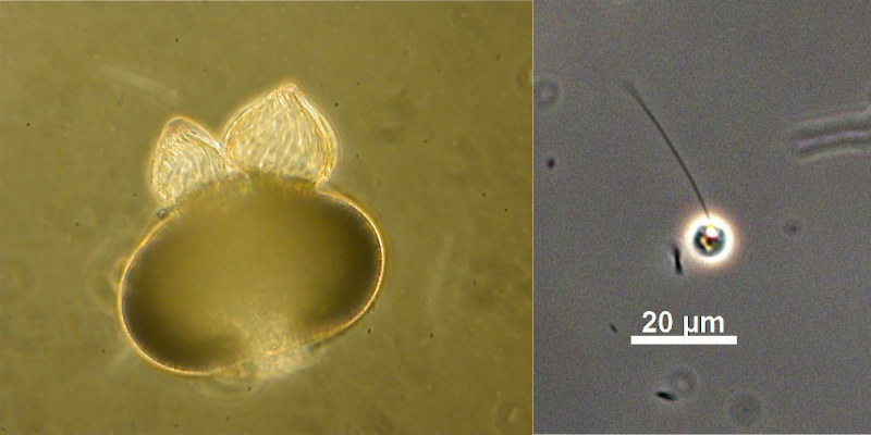Fun-sized Fungal Genomics: Expanding biological knowledge with single ...