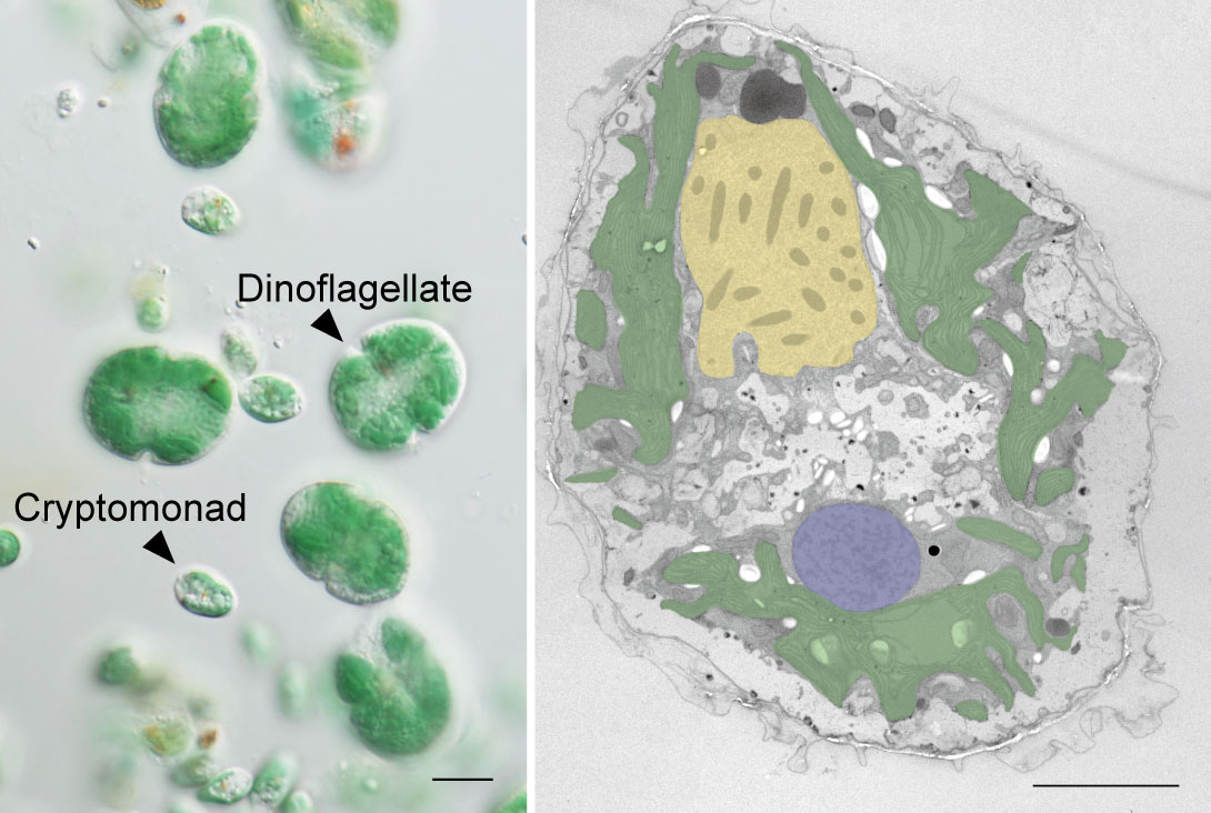 Thievery as a lesson to become photosynthetic eukaryotes? –a transient ...