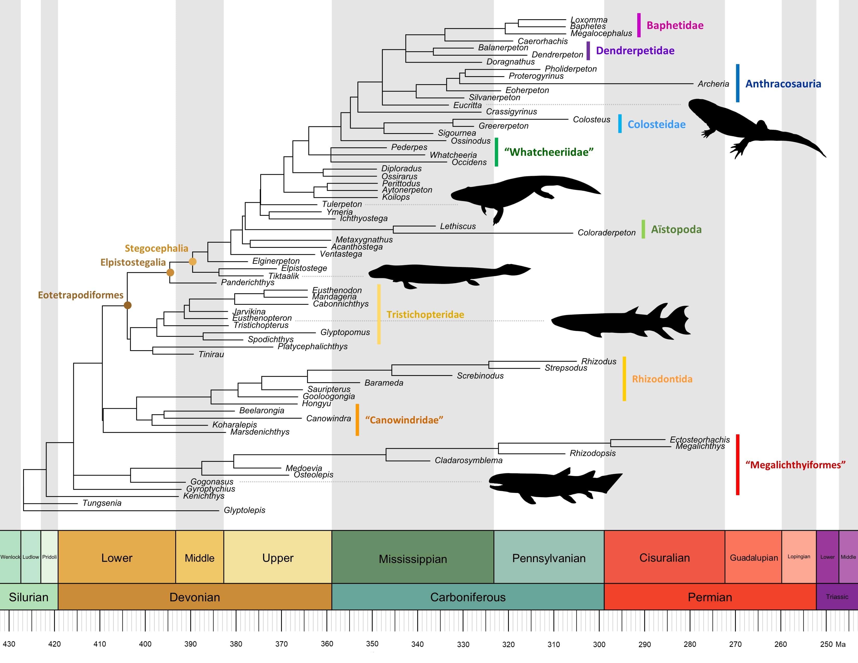 Geographic Dispersal across the Tetrapod Water-Land Transition ...