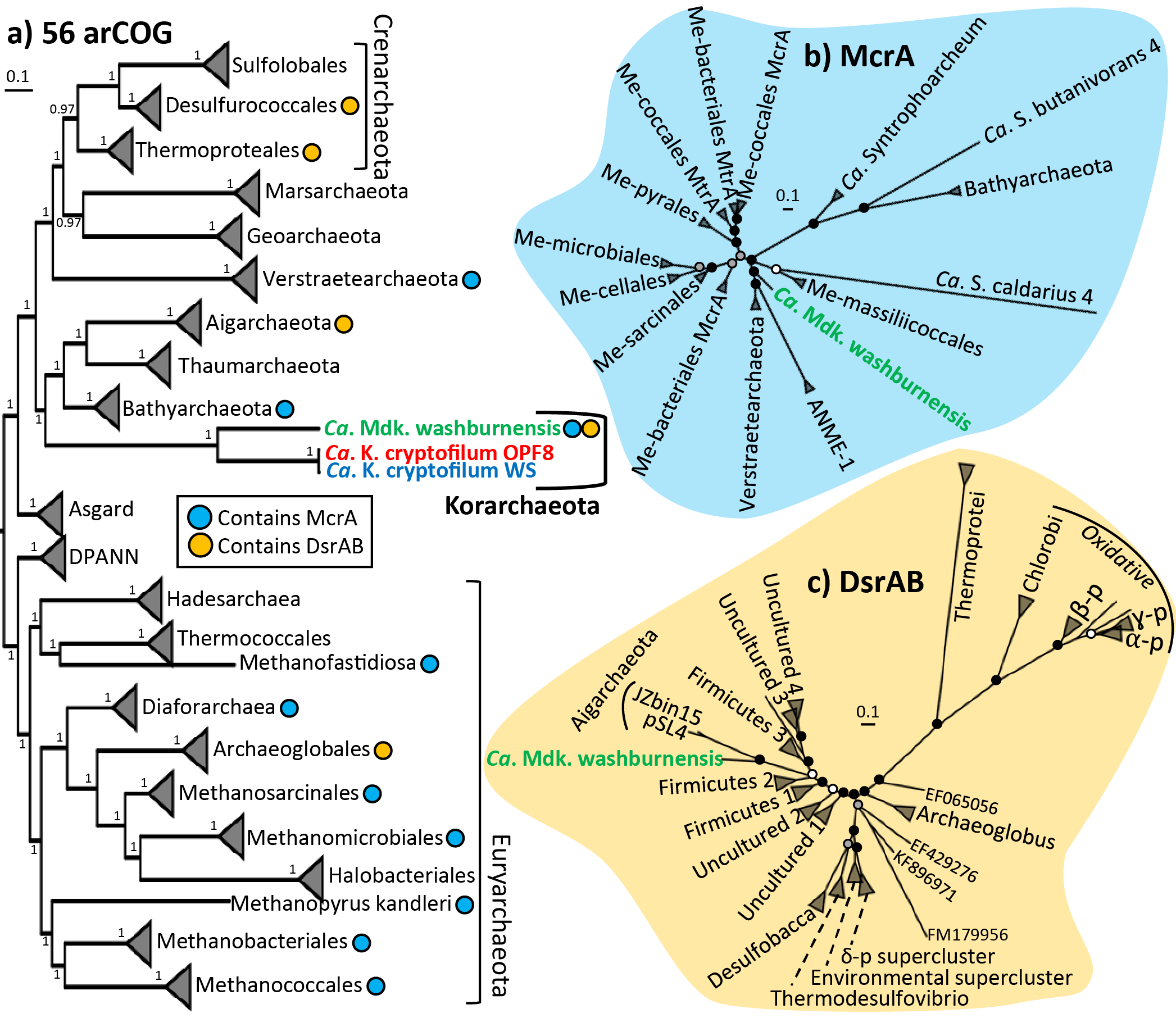 Methane and sulfur metabolisms collide in the Korarchaeota | Research ...