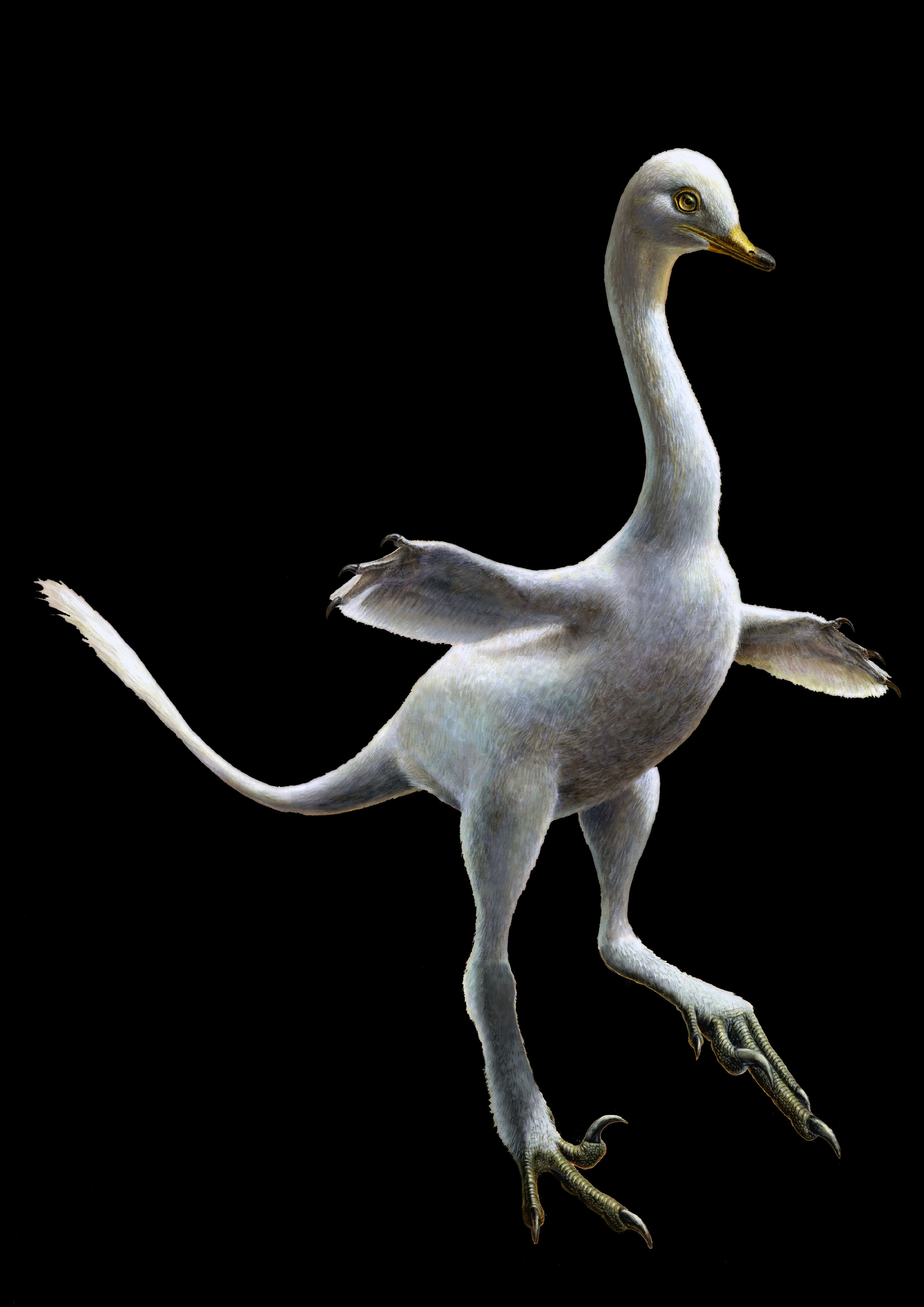 The amphibious swan-like raptor | Research Communities by Springer Nature