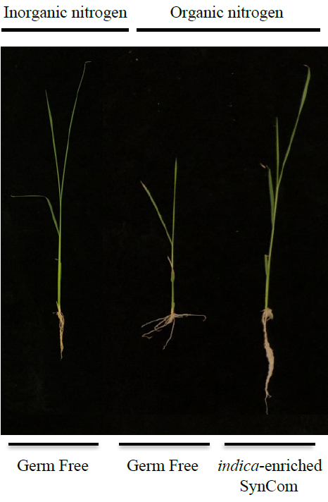 Rice plants coordinate root microbiome to utilize soil nitrogen by NRT1 ...