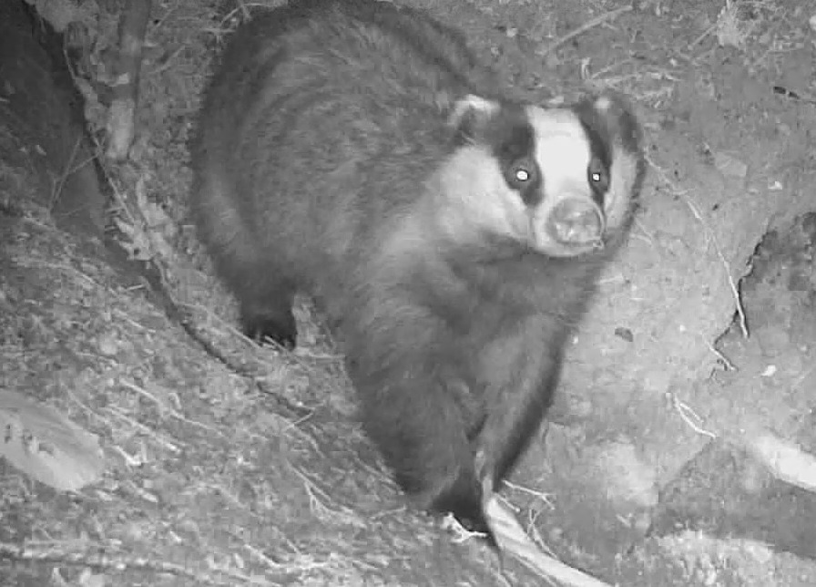 Patterns of extra-territorial activity in European badgers | Research ...
