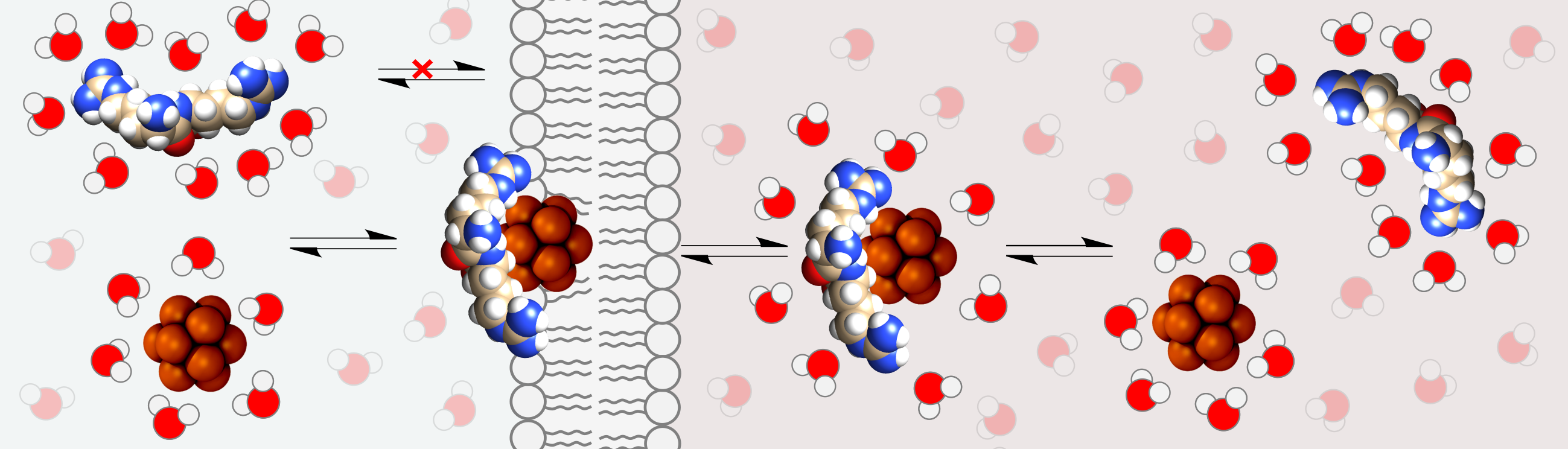 Boron clusters as broadband membrane carriers | Research Communities by Springer Nature