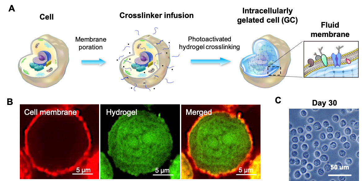 Hydrogel instills new life into cells | Research Communities by ...