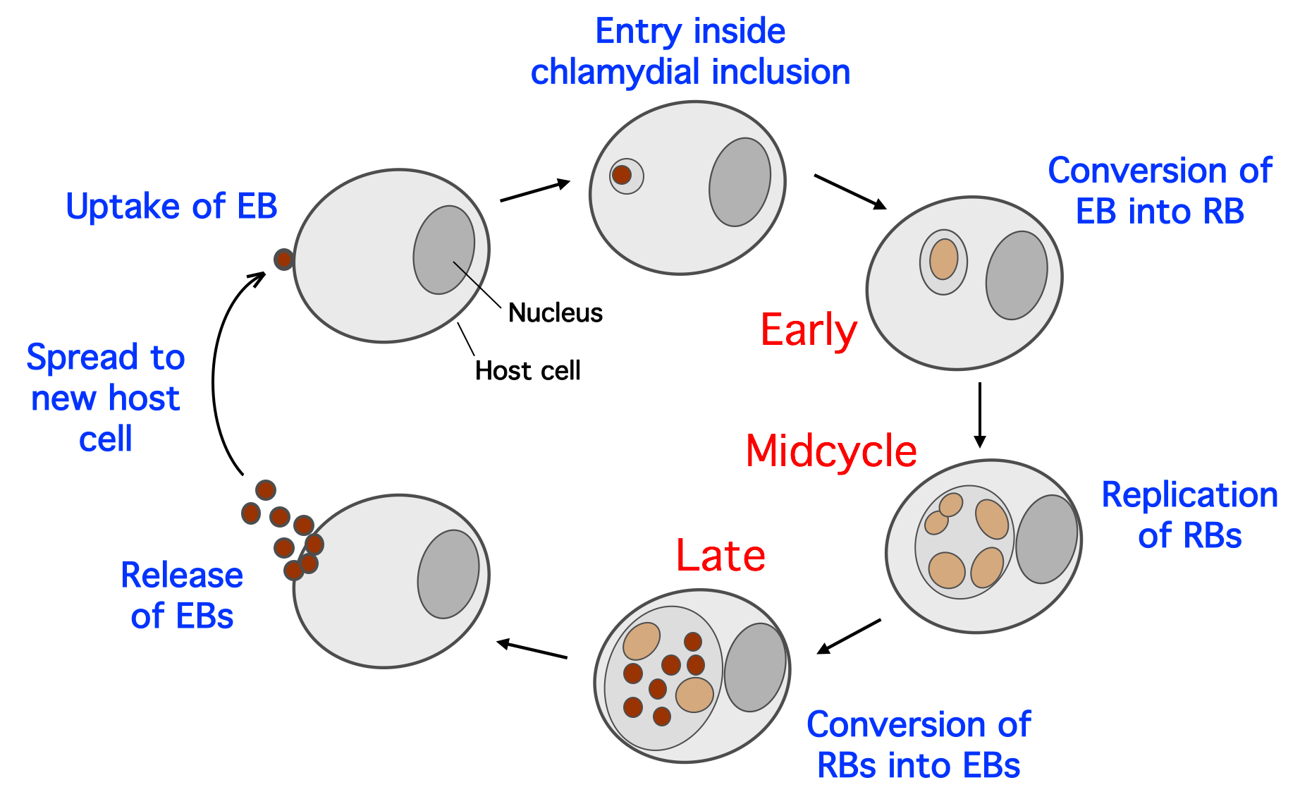 Size matters for Chlamydia | Research Communities by Springer Nature