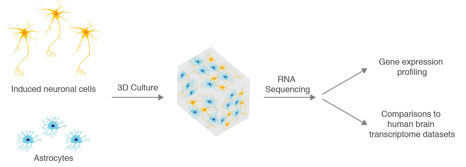 The domain of approximate: engineering neural tissues to model the ...