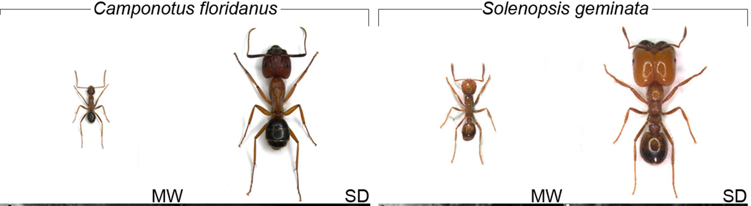 Raiders of the Lost Rudiment: ancient ‘useless’ structure makes ants ...