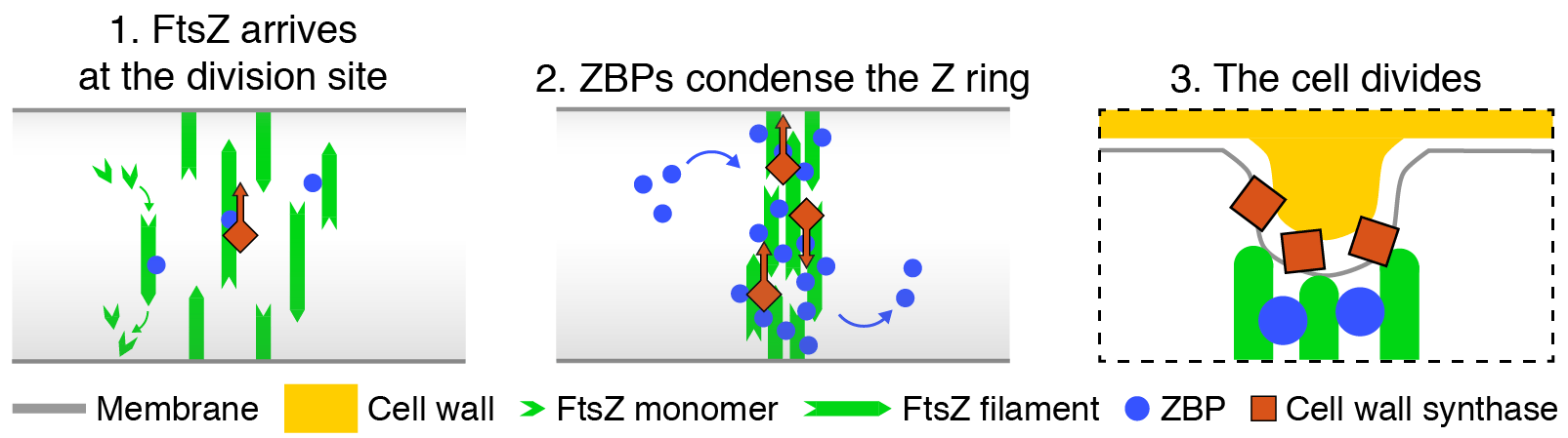 Dynamics of division: Single-molecule studies of bacterial cytokinesis ...