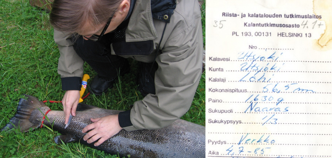Detecting rapid evolution in salmon: the importance of citizen science ...