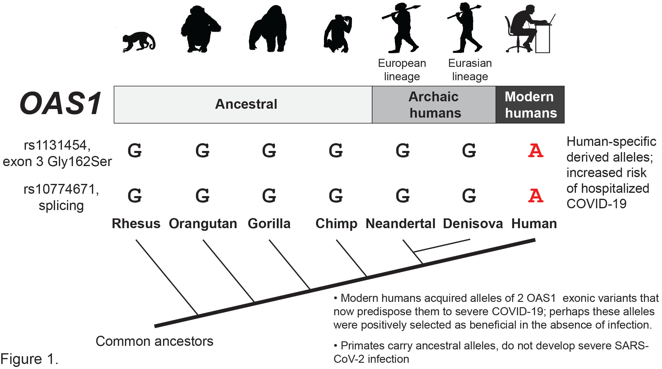 Buyer’s remorse: how OAS1 genetic variants acquired by modern humans ...