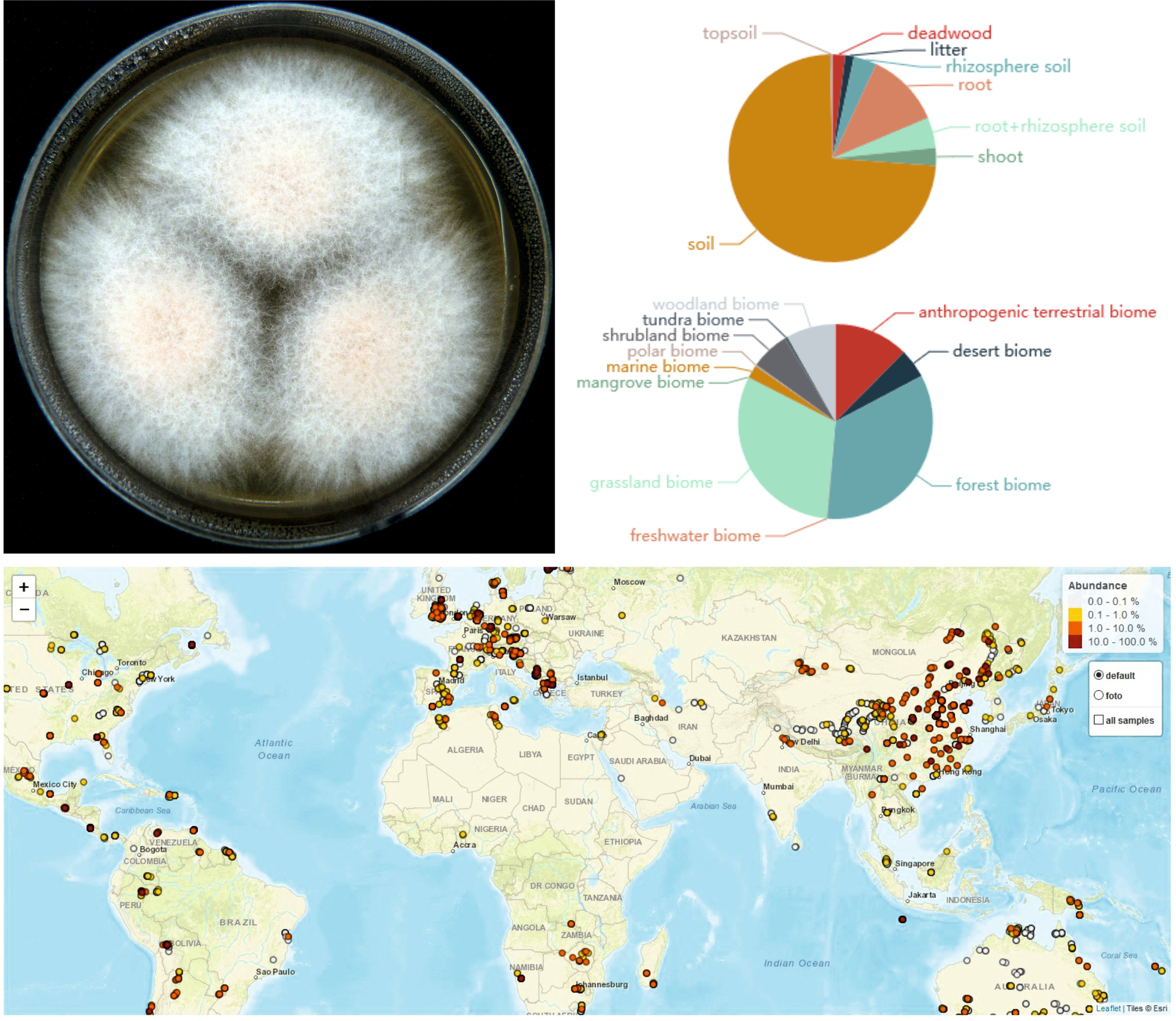 Global atlas of fungi – the GlobalFungi Database | Research Communities ...