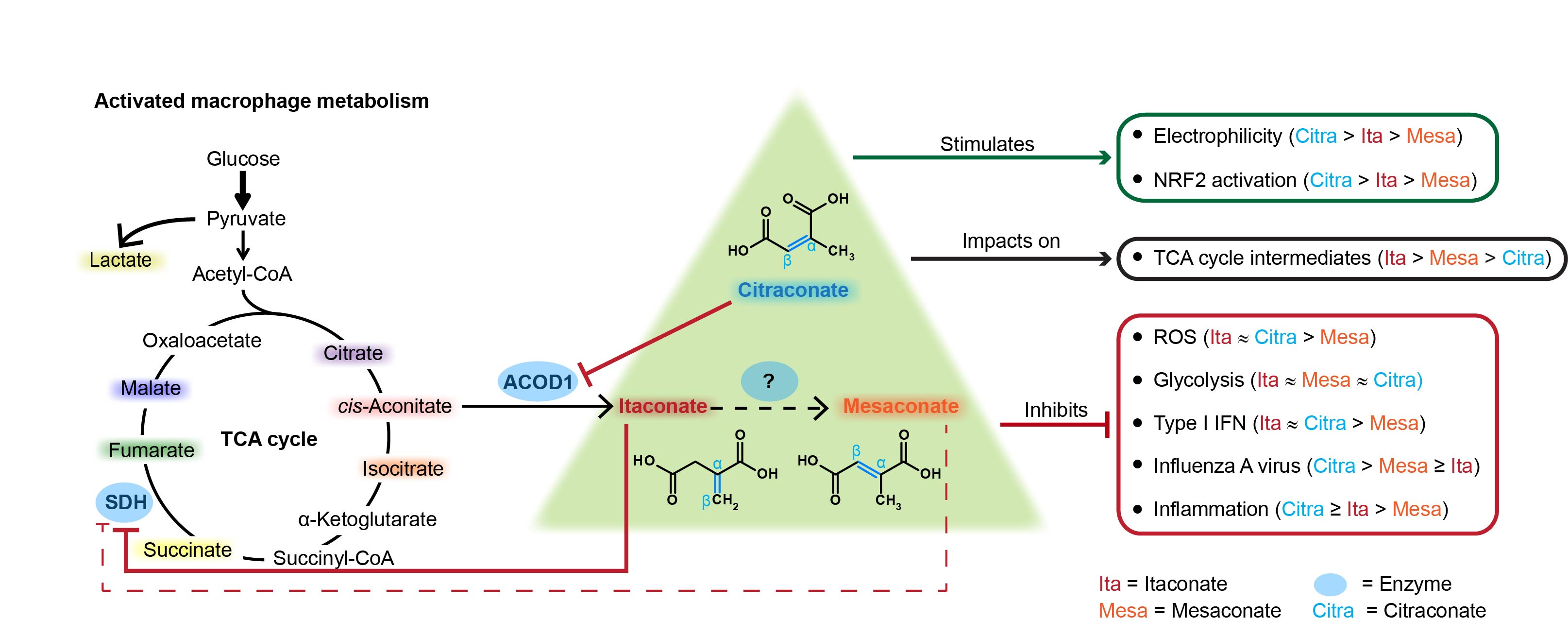 Citraconate inhibits ACOD1 (IRG1) catalysis, reduces interferon ...
