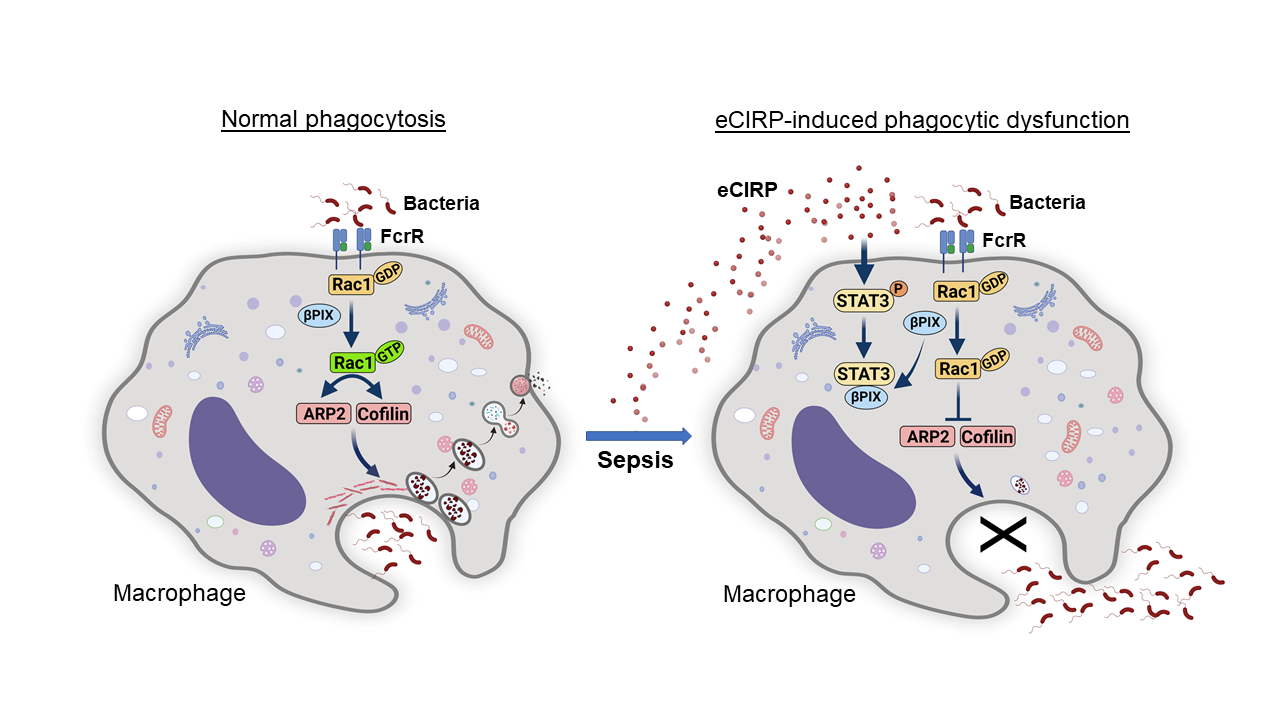Extracellular CIRP dysregulates macrophage bacterial phagocytosis in ...