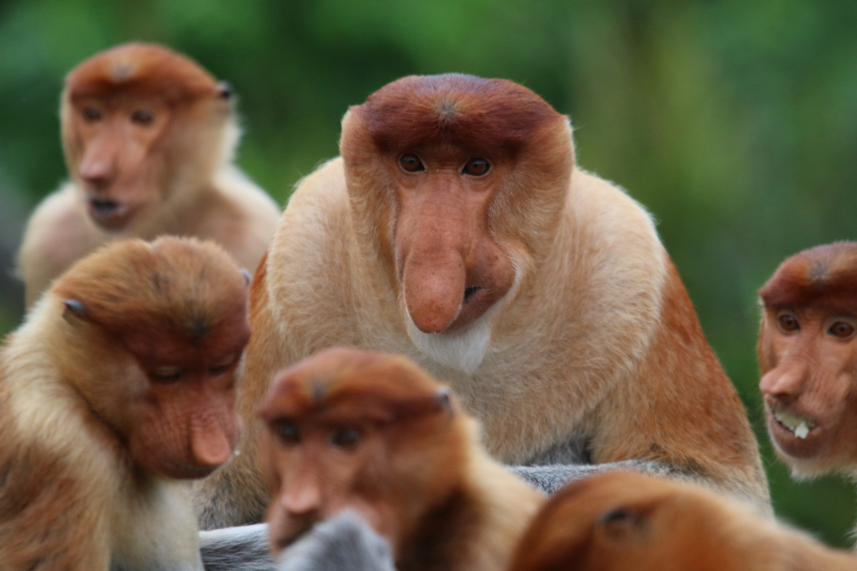 Big Nose of Borneo: Following The Trail of The Elusive Proboscis Monkey ...