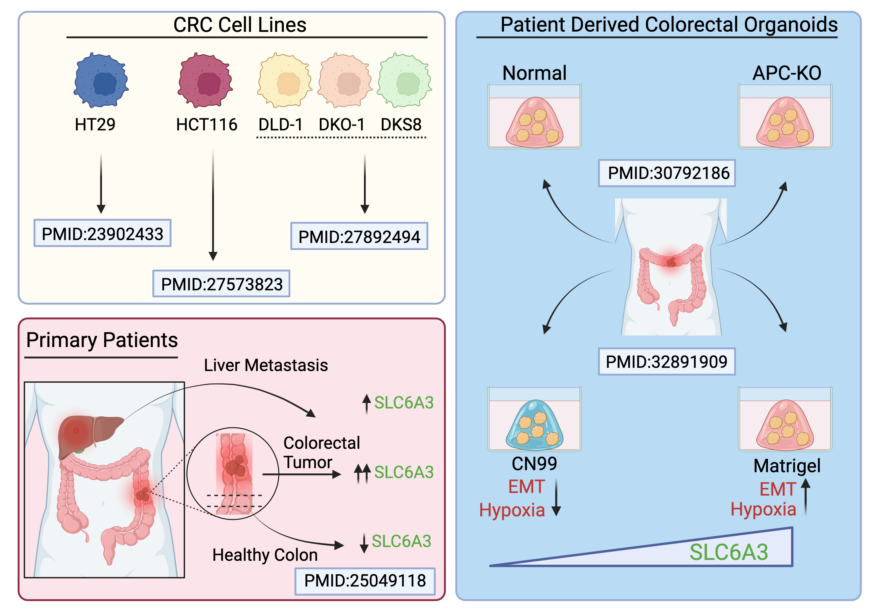 Blocking cancer stem cell functions in colon tumors using a drug ...