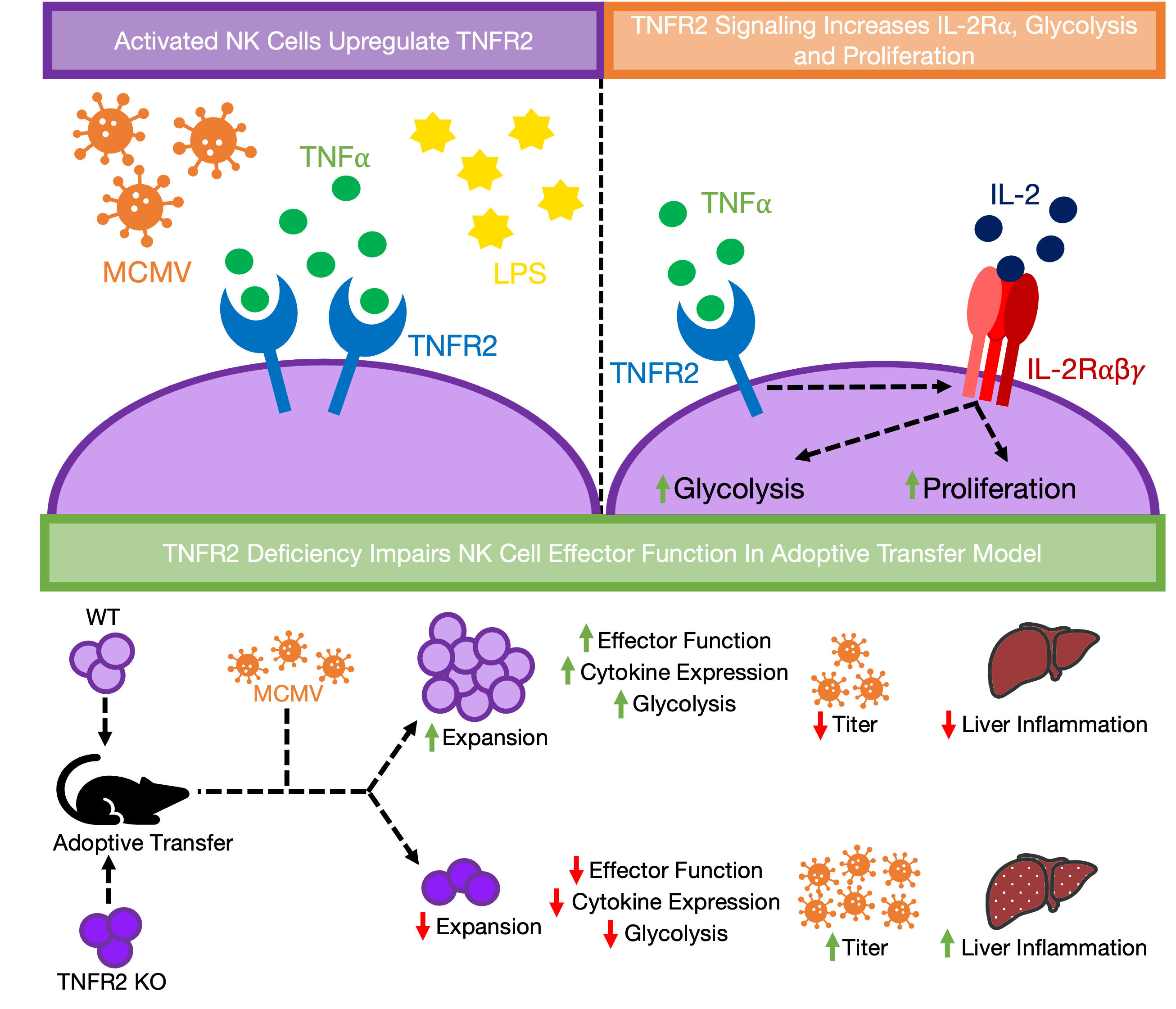From Signal to Surge: How TNFα/TNFR2 Axis Supercharges NK Cell Activity ...