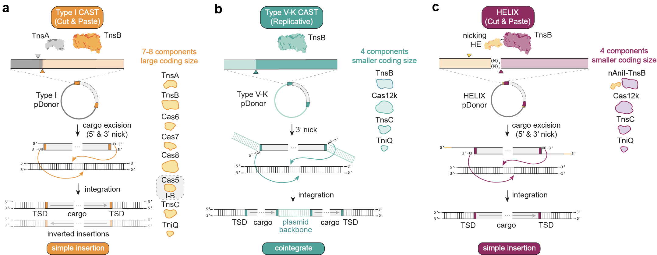 Precise cut-and-paste DNA insertion using engineered CRISPR-associated ...