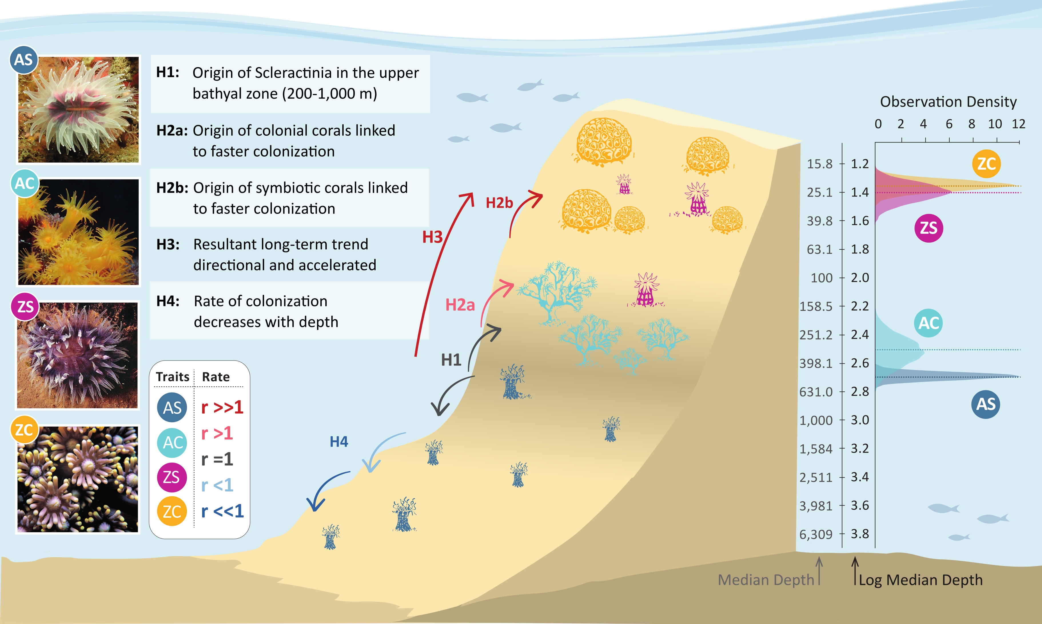 Exploring the depths: a dive into the evolution of scleractinian corals | Research Communities ...