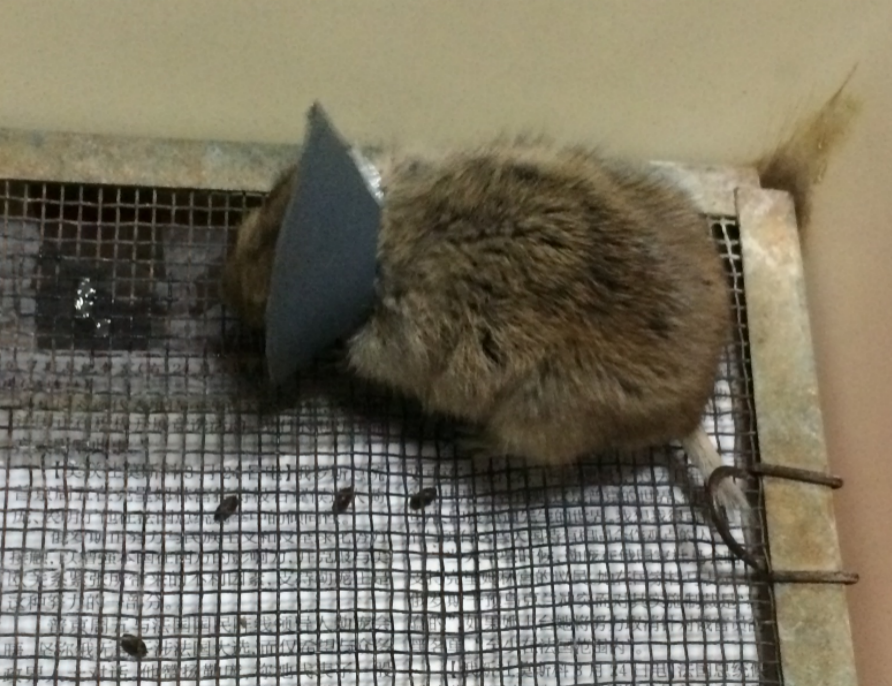 Coprophagy prevention alters microbiome, metabolism, neurochemistry and ...