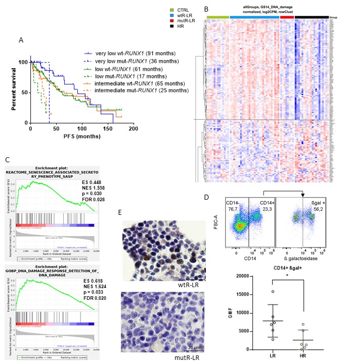 RUNX1 mutations contribute to the progression of MDS due to disruption ...