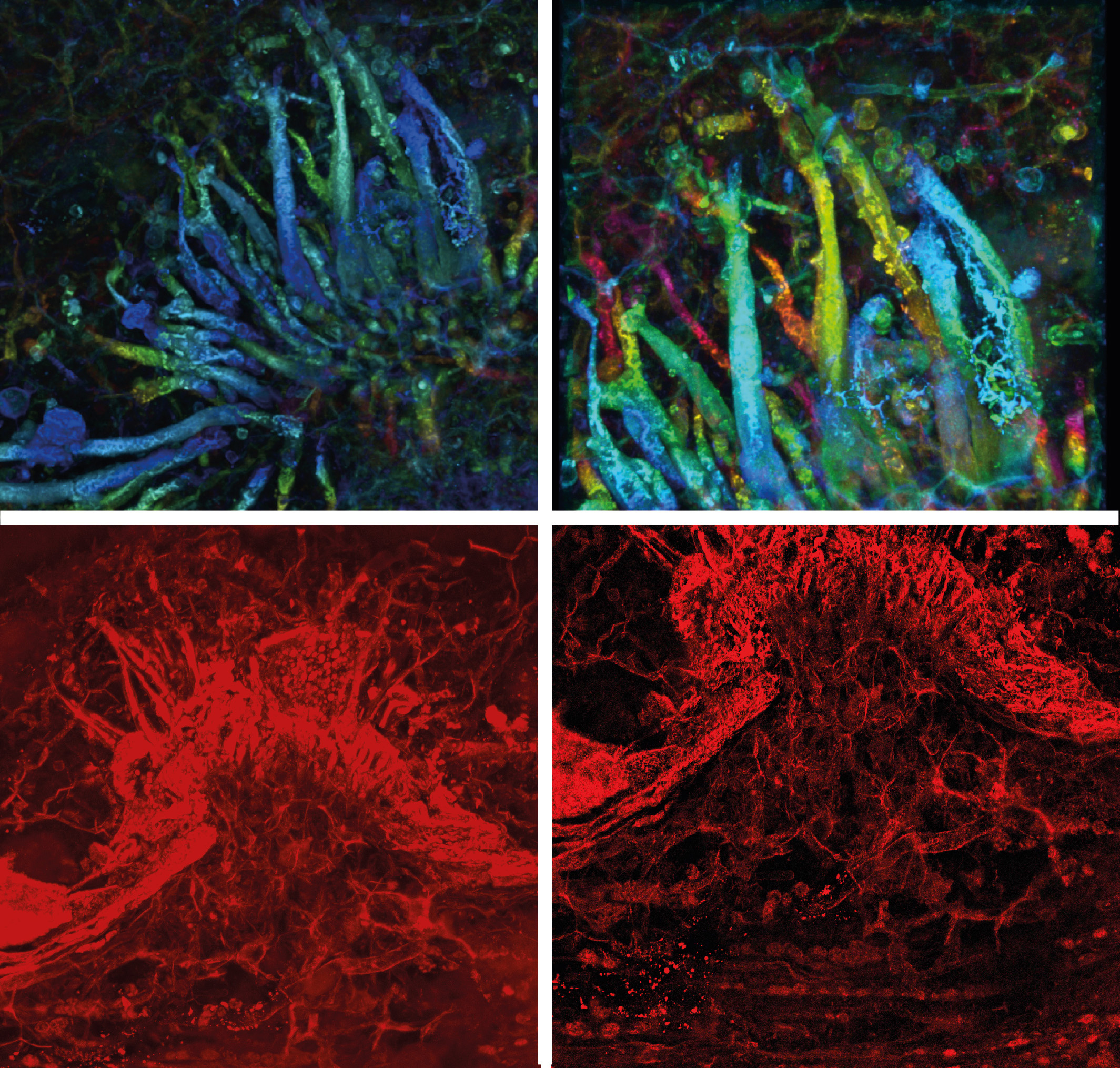 Unveiling Earth's Ancient Mysteries: The Astonishing Rhynie Chert ...