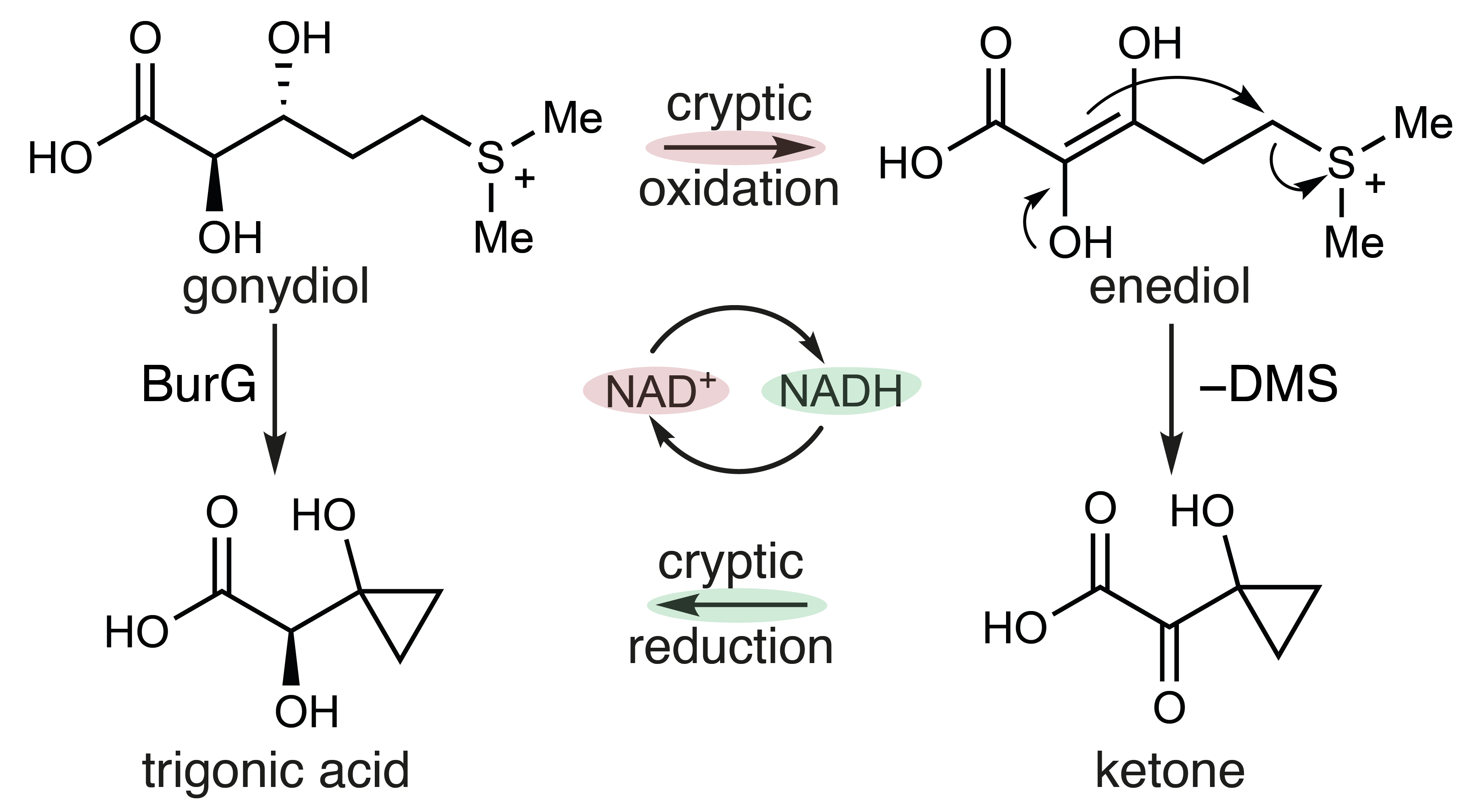 Understanding the Formation of Natural Product Toxins in Pathogenic ...
