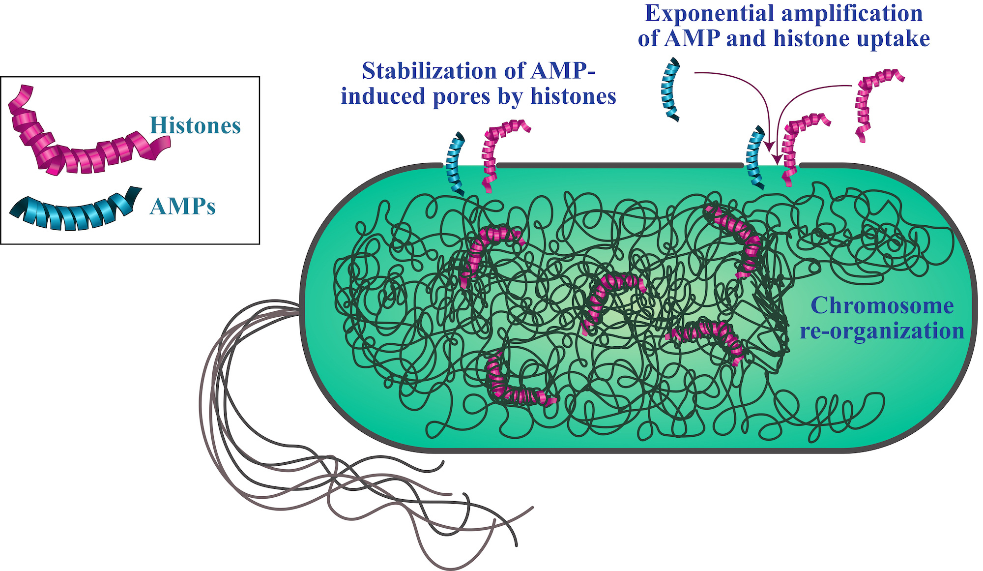 Histones partner up to kill bacteria | Research Communities by Springer ...
