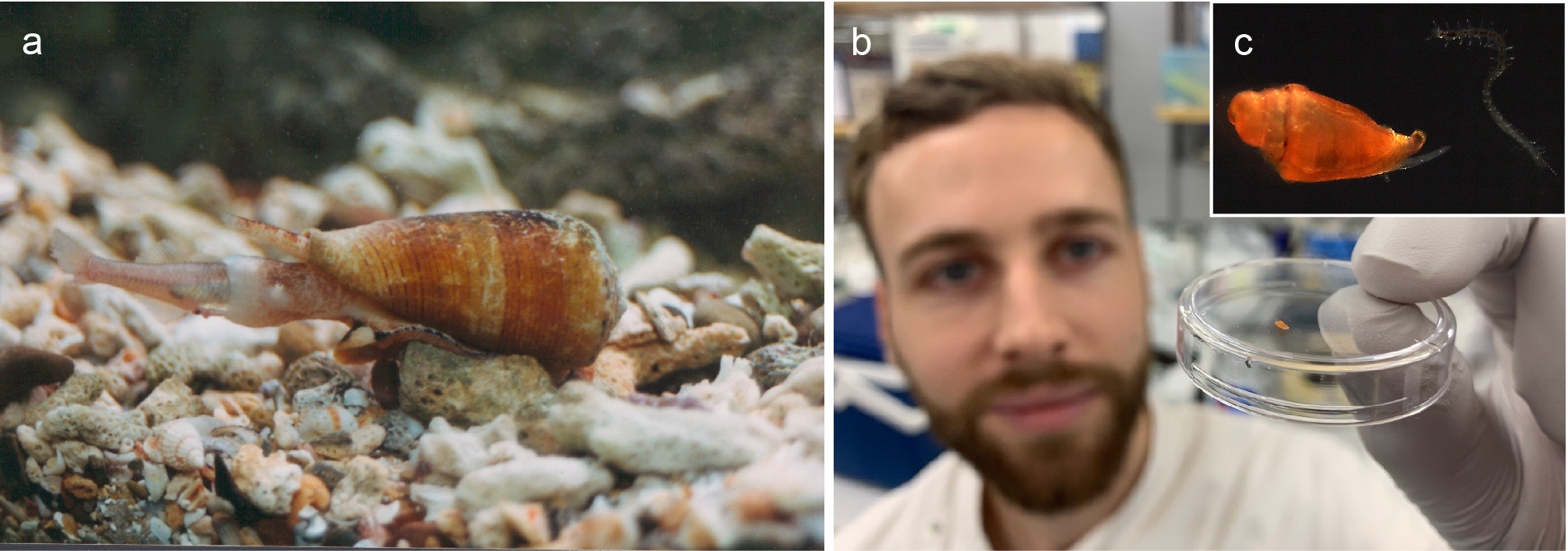 Coordinated adaptations define the ontogenetic shift from worm- to fish ...