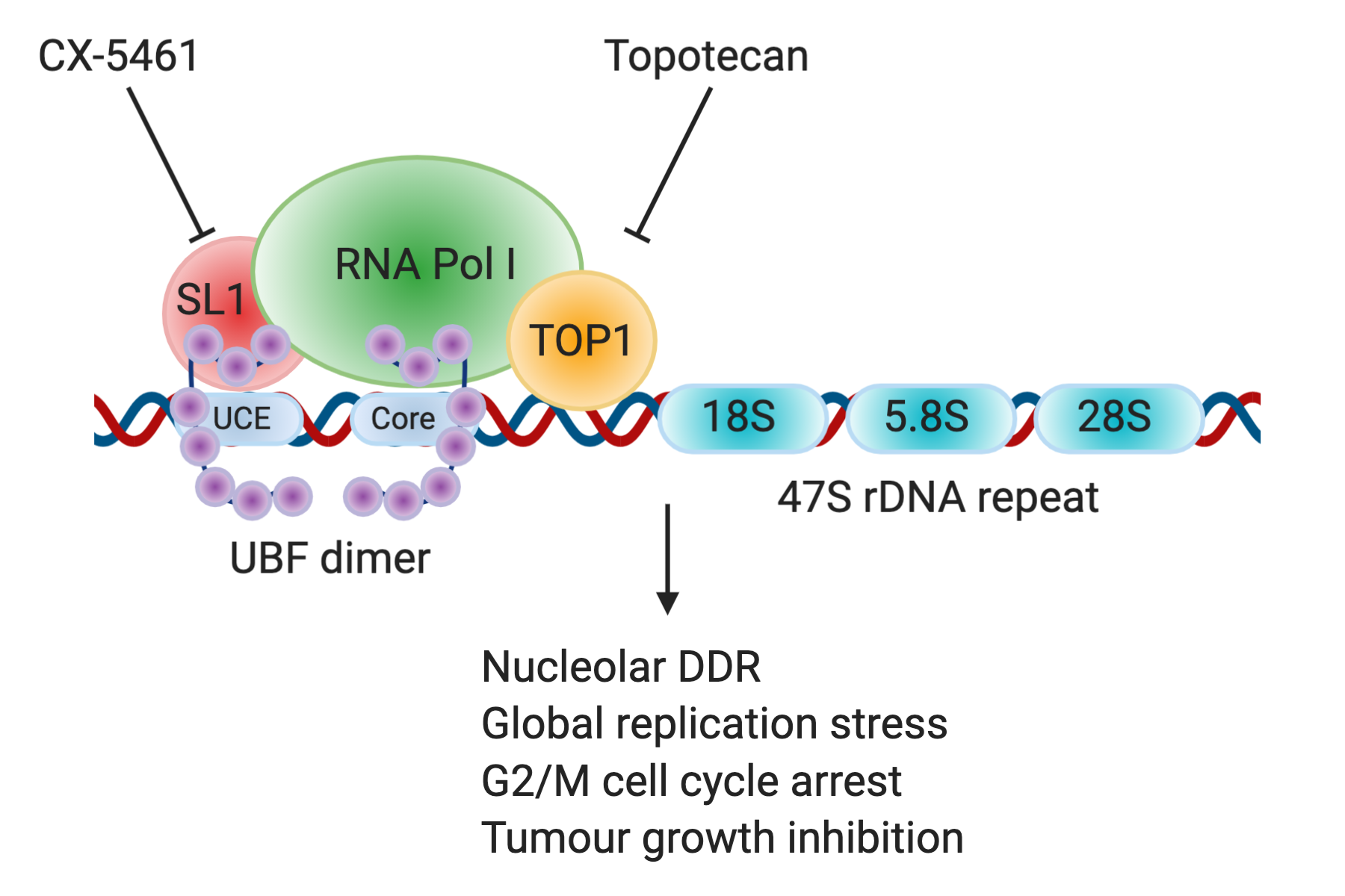 The RNA polymerase I transcription inhibitor CX-5461 cooperates with ...