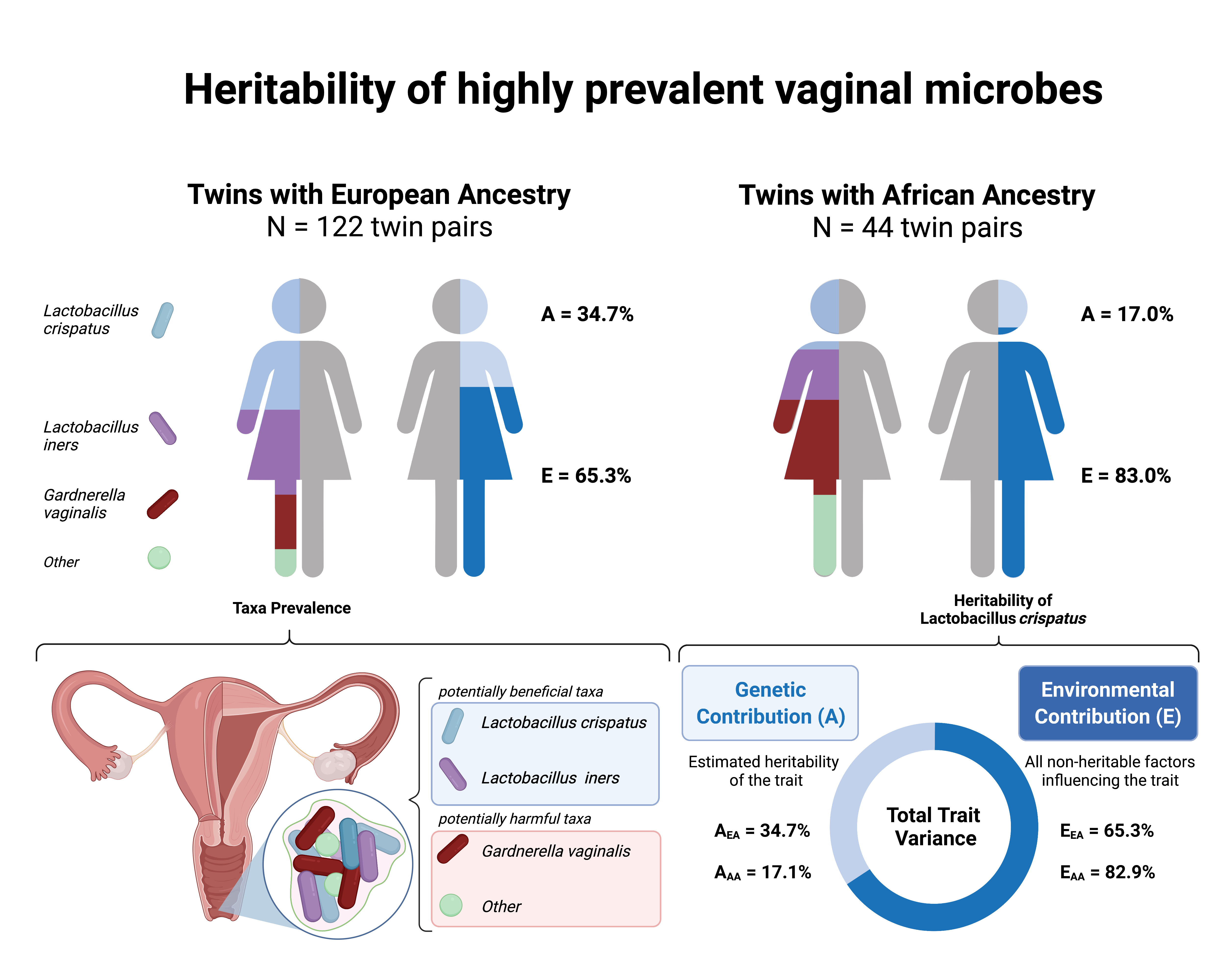 Hosting vaginal Lactobacillus crispatus may be in your genes | Research ...