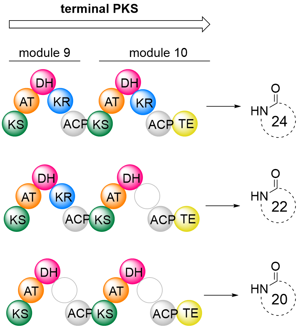 Unraveling the Mysteries of Macrolactam Diversity | Research ...