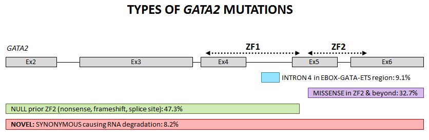 Synonymous GATA2 mutations result in selective loss of mutated RNA and ...