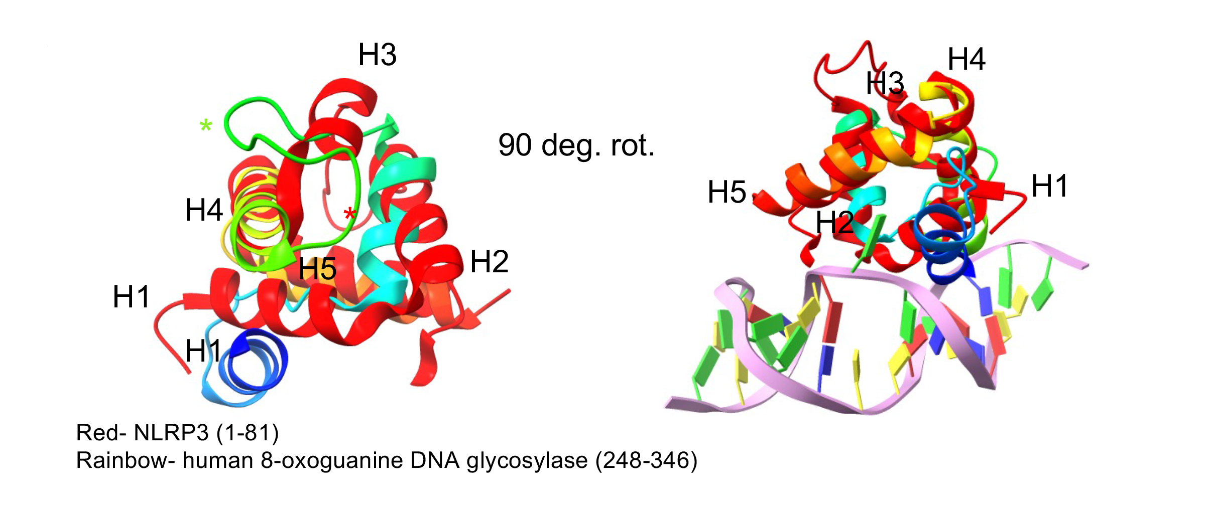 NLRP3 pyrin domain interaction with oxidized mitochondrial DNA and ...