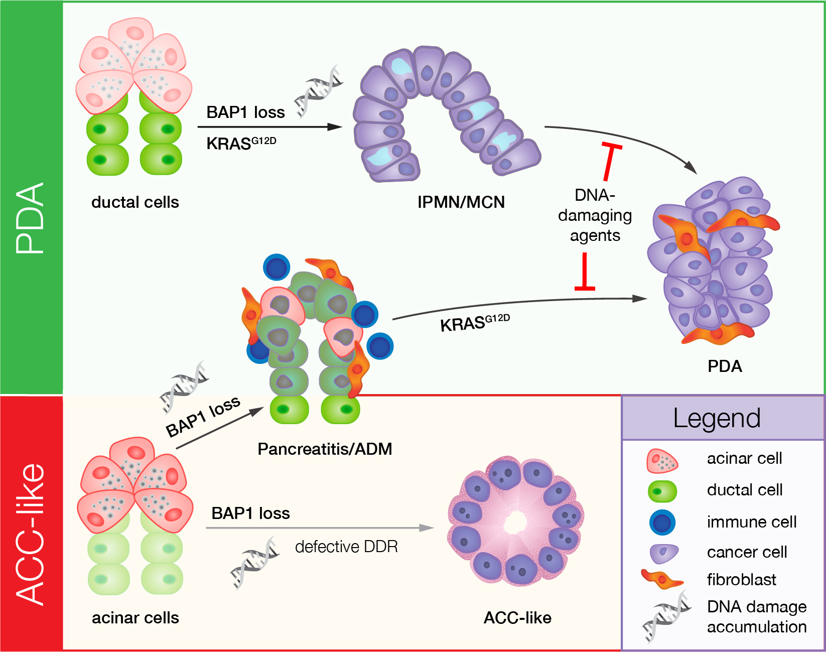 BAP1 loss promotes pancreatic cancer that is sensitive to DNA-damaging ...